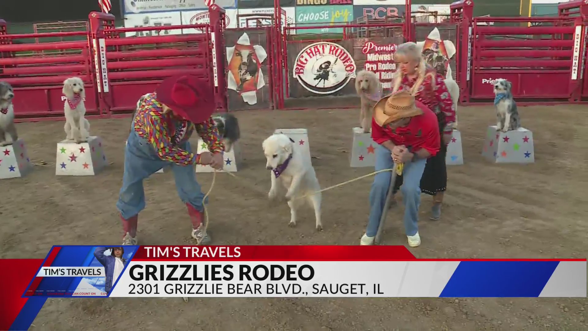Check out these dogs at the Gateway Grizzlies Rodeo – FOX 2