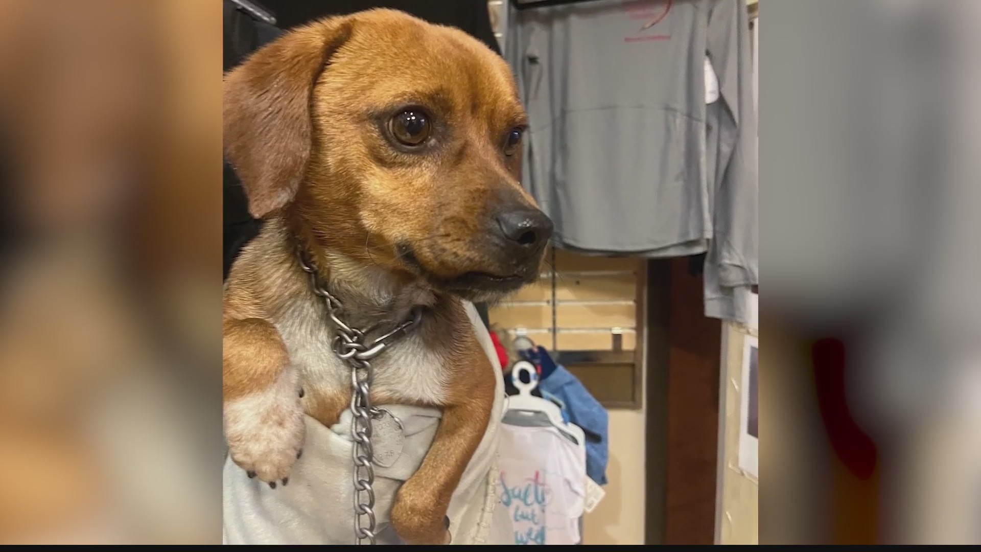 Ohio siblings found guilty after 15-pound dog had a heavy metal chain ...