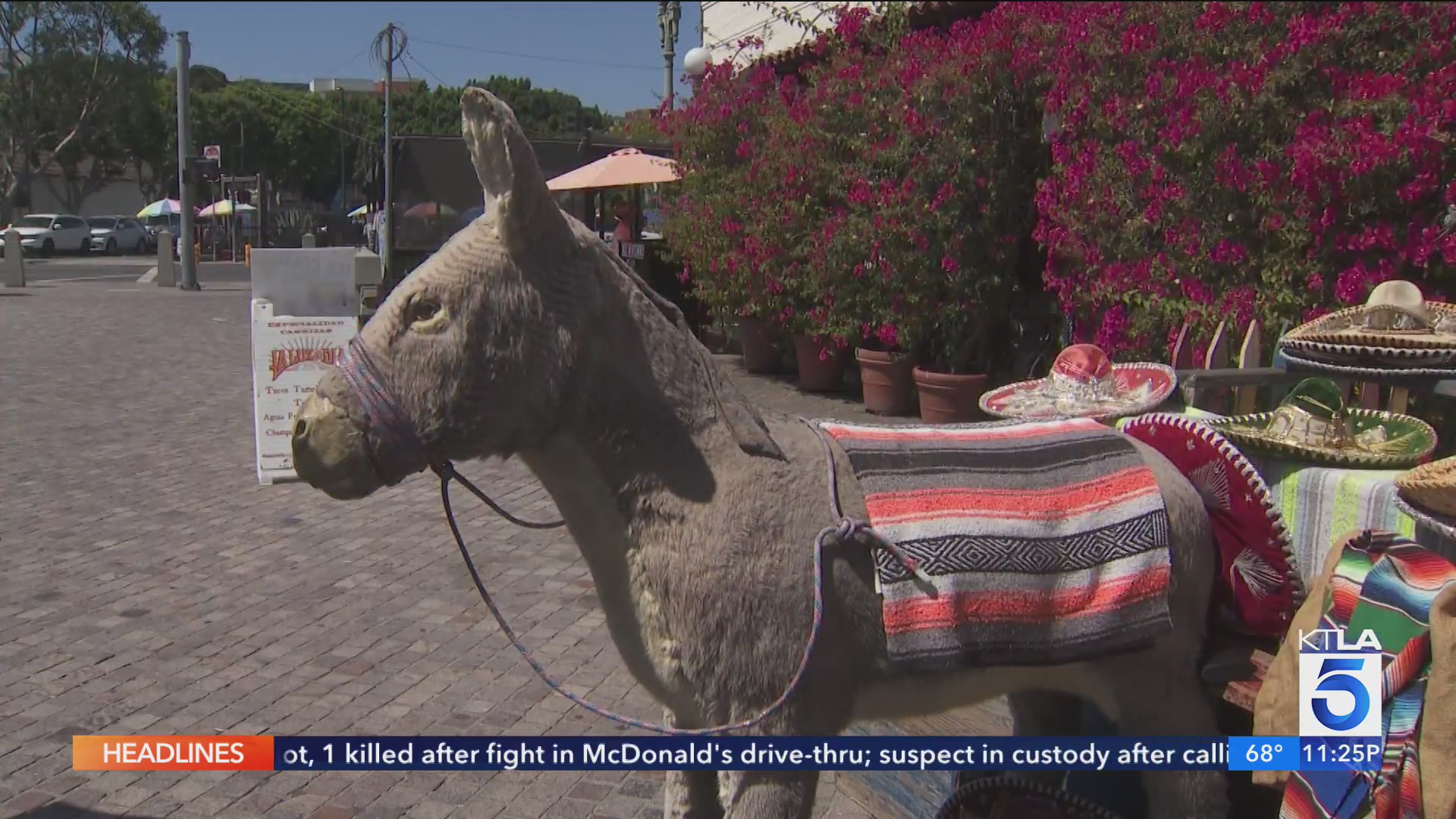 Fight to save the Olvera Street donkey – KTLA