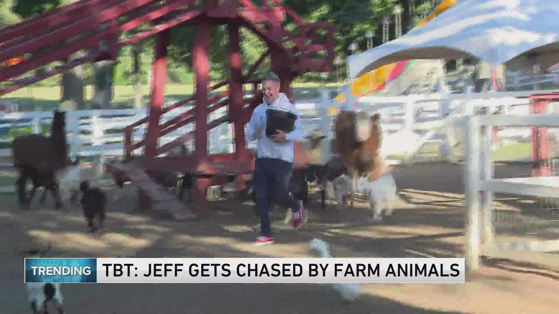 Jeff Hoover chased by farm animals – WGN-TV