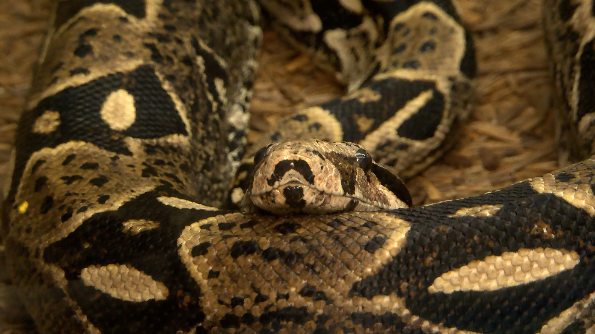 Wild Stuff: World Snake Day – WJET/WFXP/YourErie.com