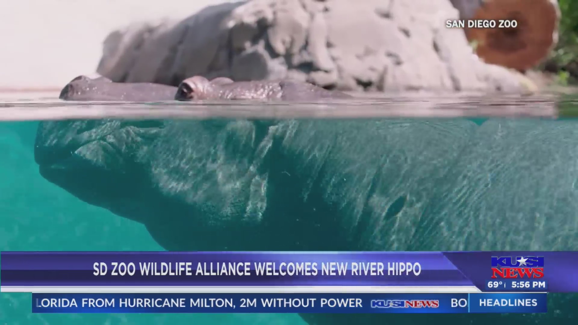 San Diego Zoo welcomes Lupe the hippo from Seattle’s Woodland Park Zoo ...