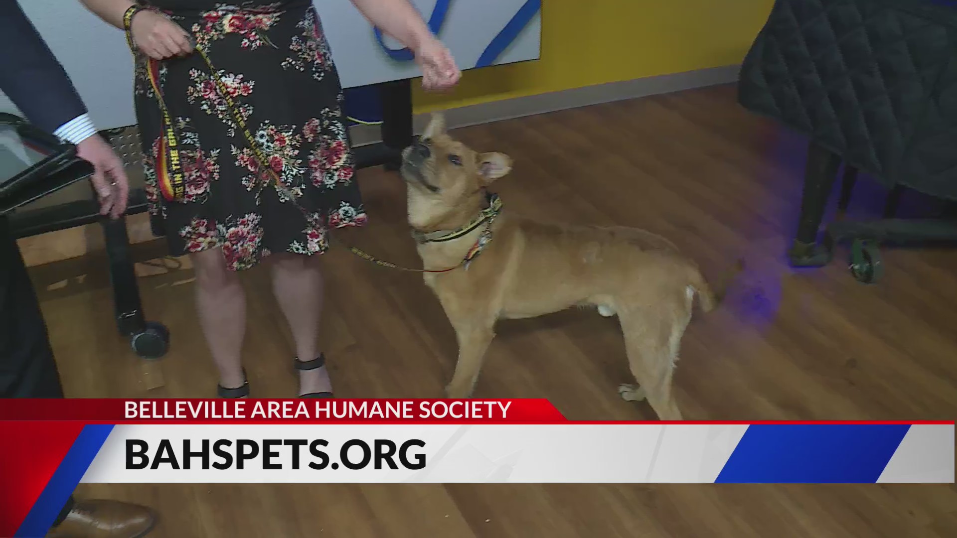 Adopt Scooby the dog – FOX 2