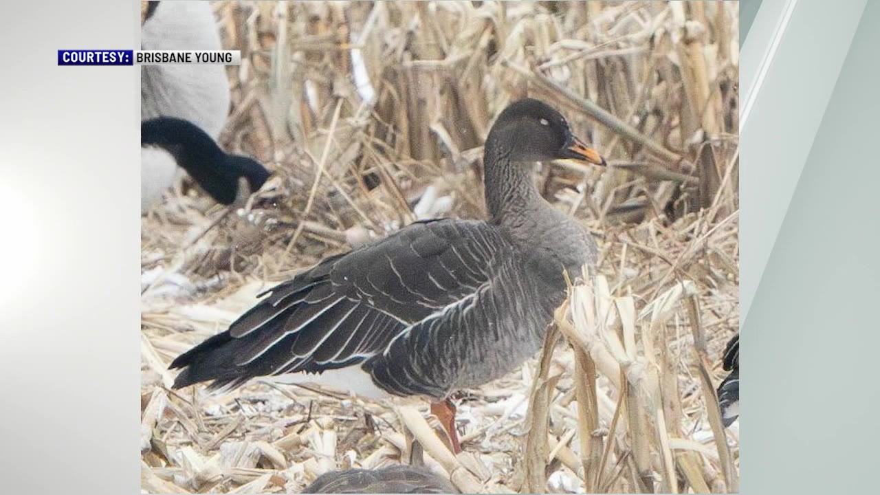 Rare goose spotted in Washington County – NEWS10 ABC