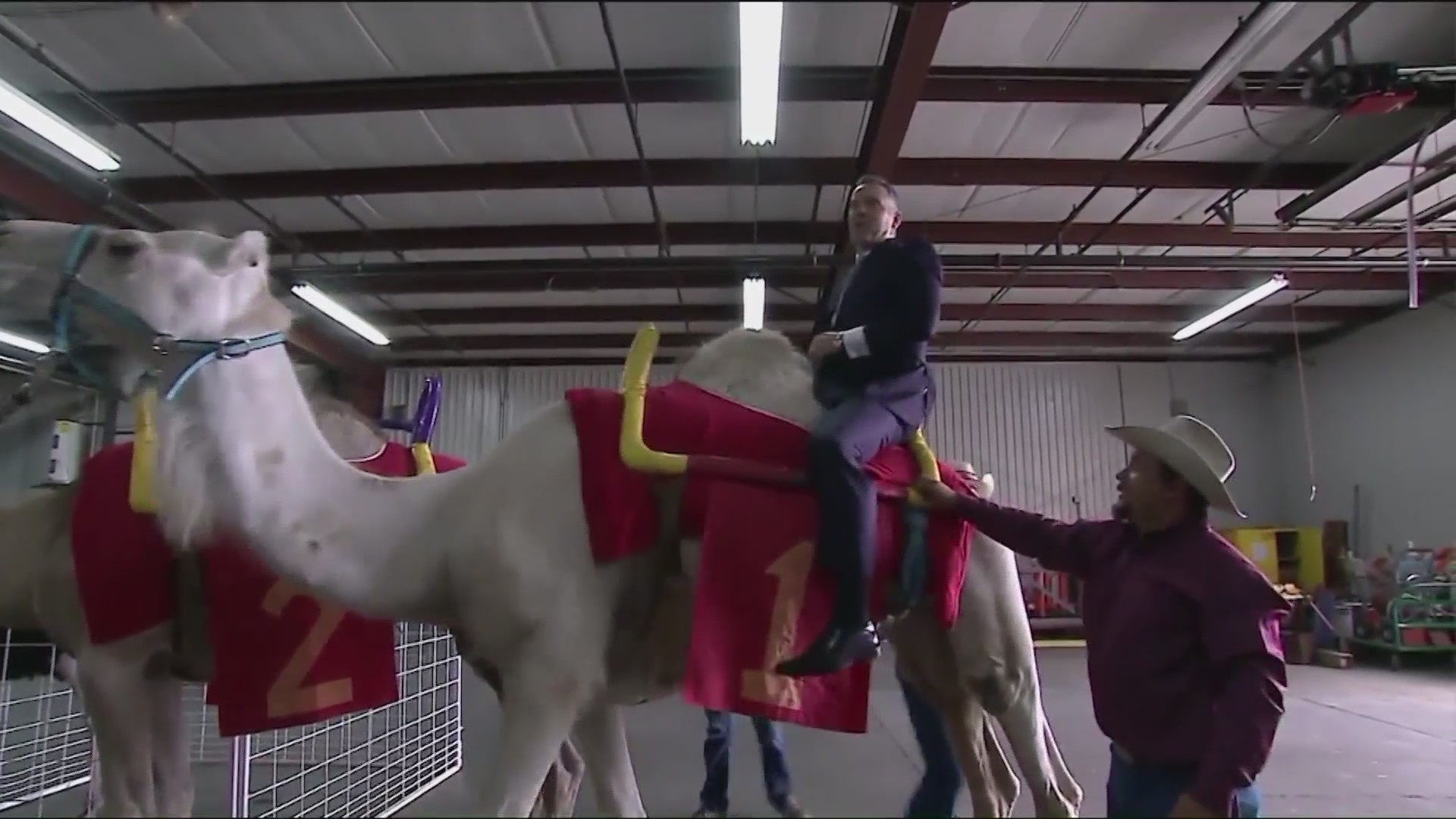 9@9: Happy Hump Day! Here’s a video of Larry (trying) to ride a camel ...