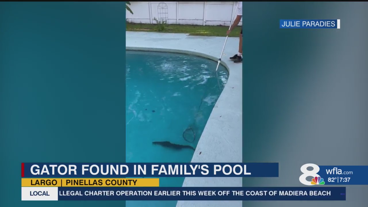 Gator found in Largo family’s pool – WFLA