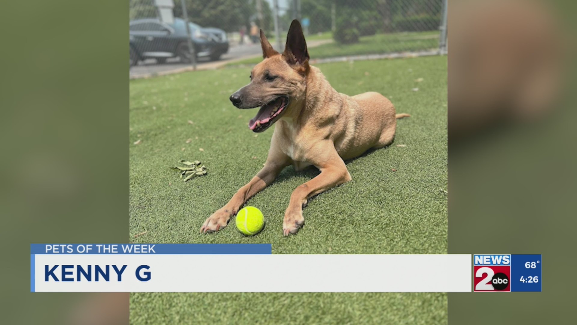 Pets of the Week for June 3, 2025 – WKRN News 2