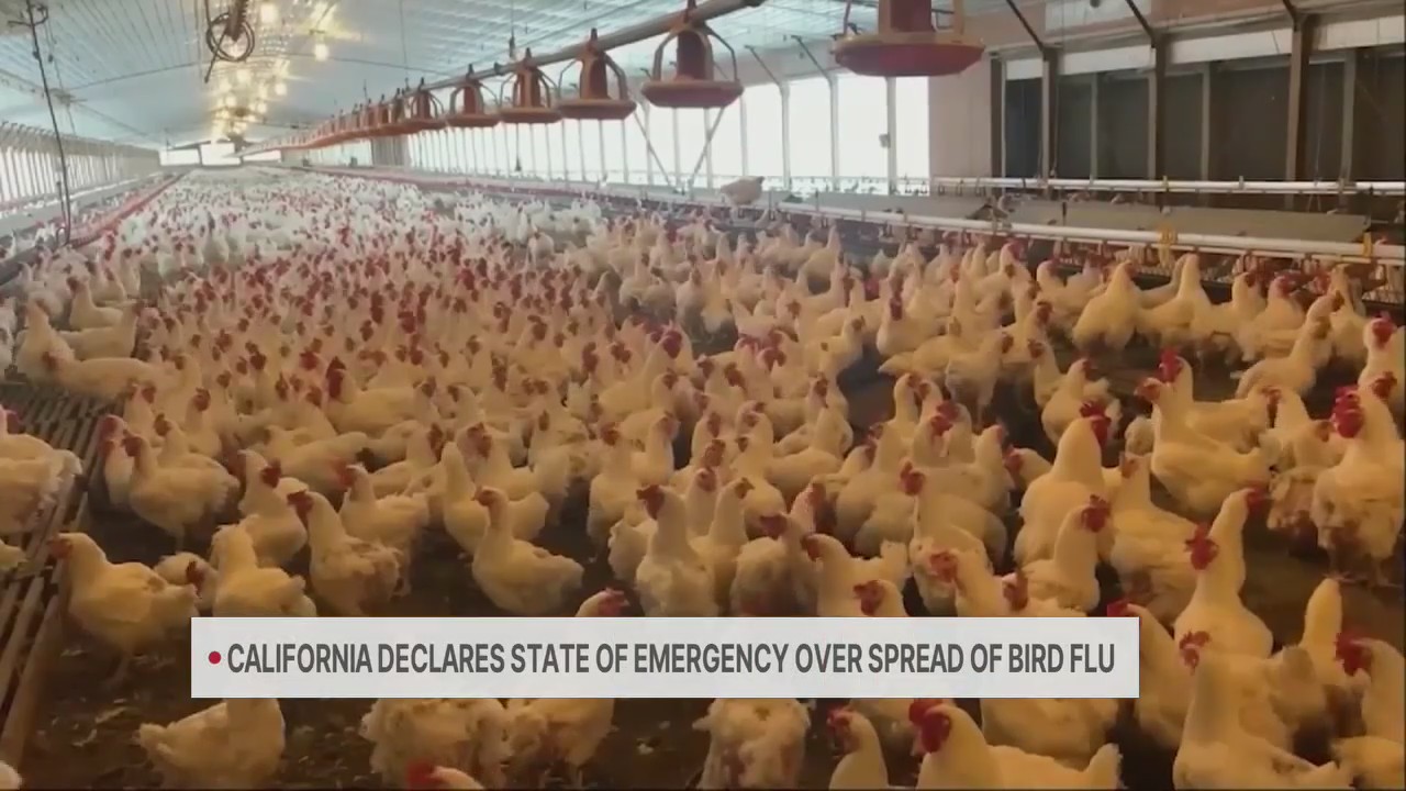 California Dept. of Health issues State of Emergency due to bird flu ...