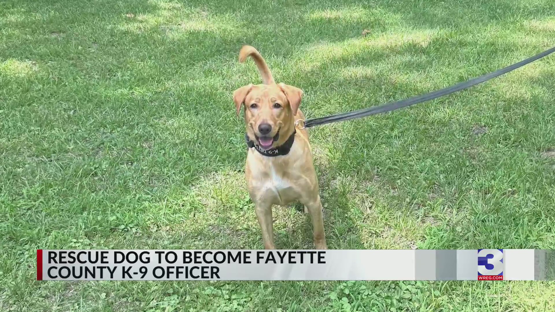 Abandoned pup is top dog at Fayette County Sheriff’s Office – WREG.com