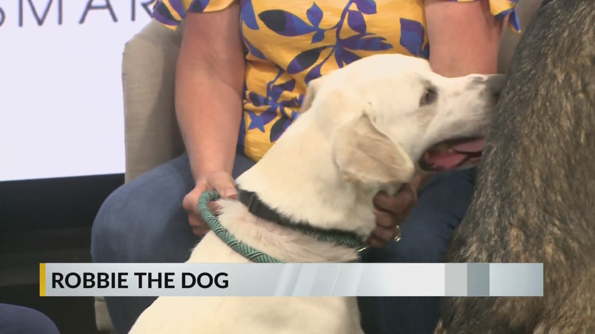 FURRY FRIDAY: Meet the dogs Robbie & Rhea Ripley – KX NEWS
