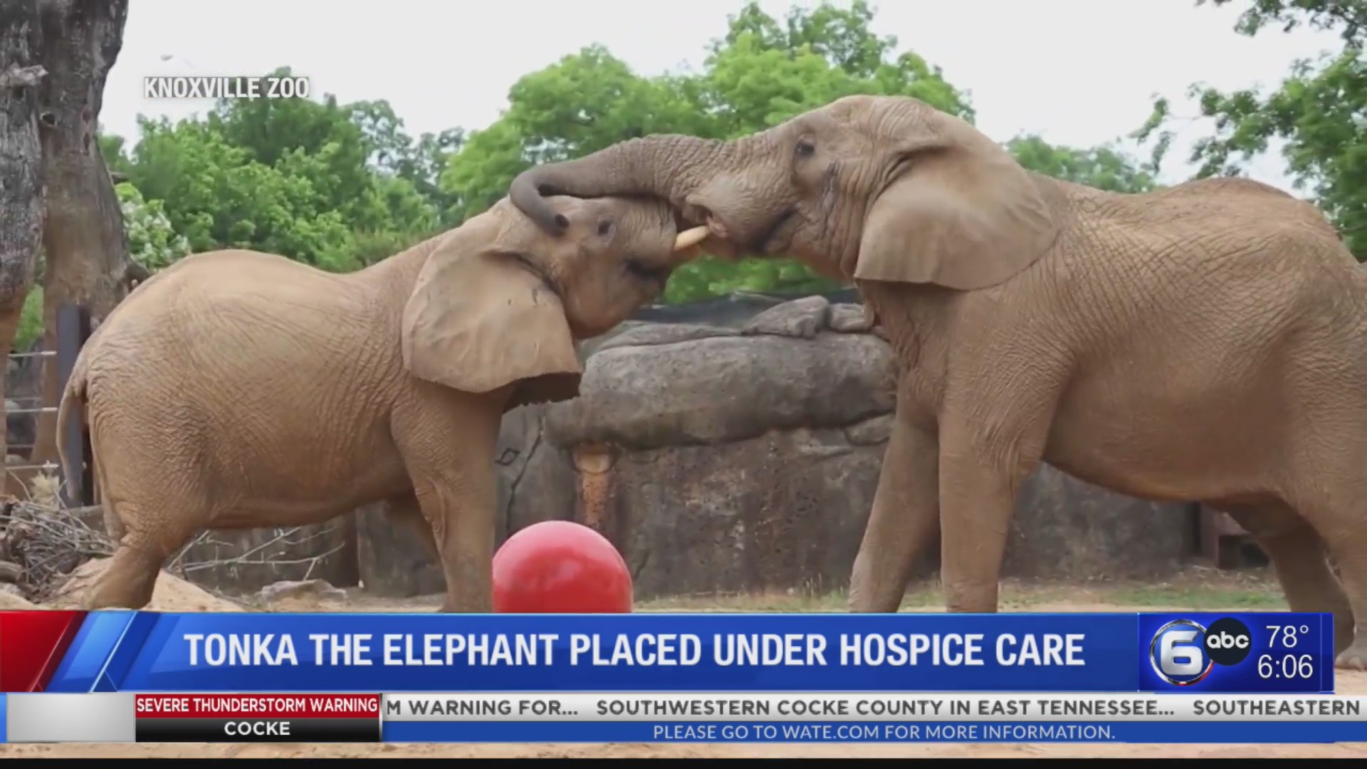 Last remaining elephant at Zoo Knoxville placed under hospice care ...