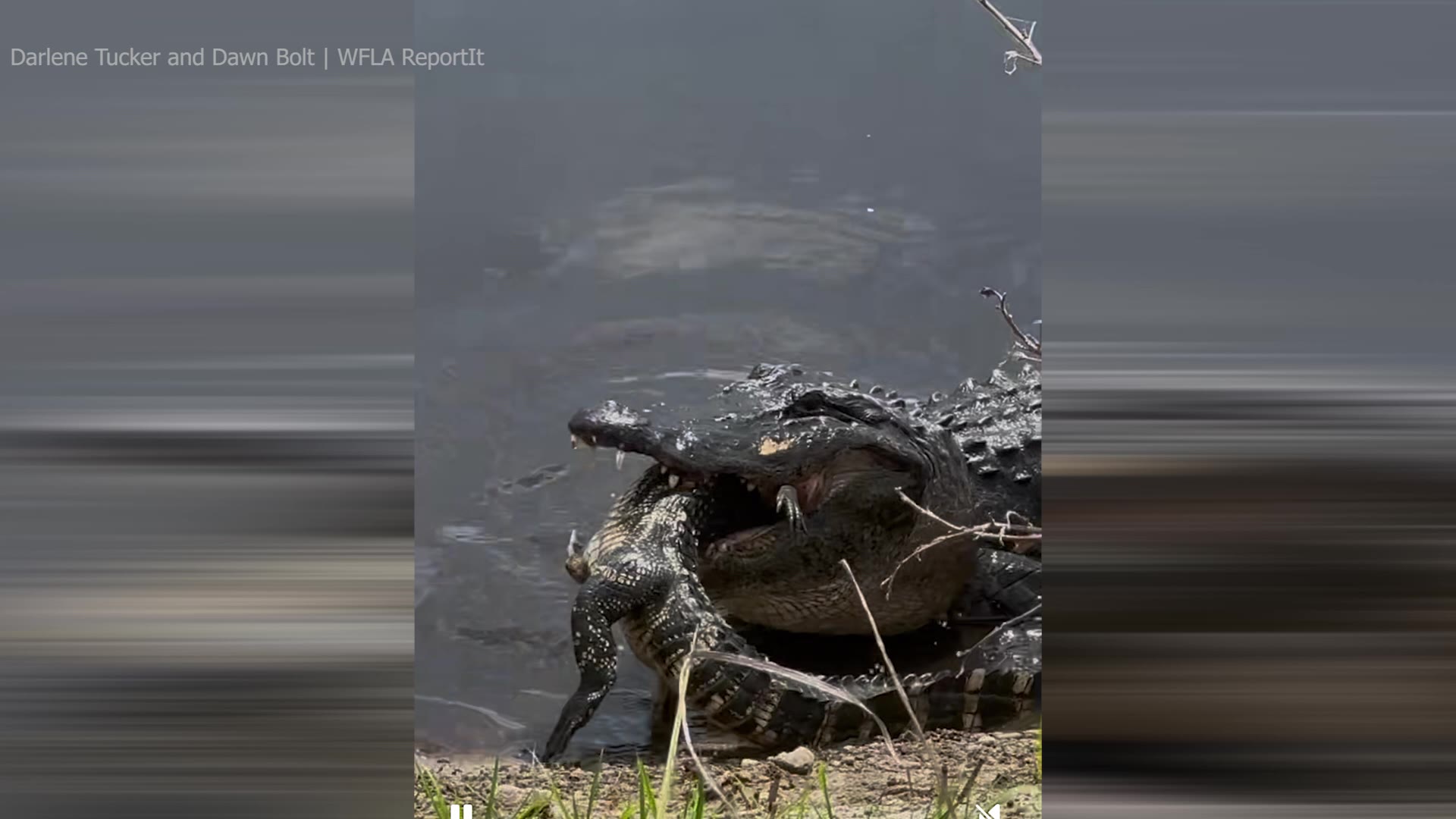 WATCH: Huge alligator caught snacking on smaller gator – WFLA