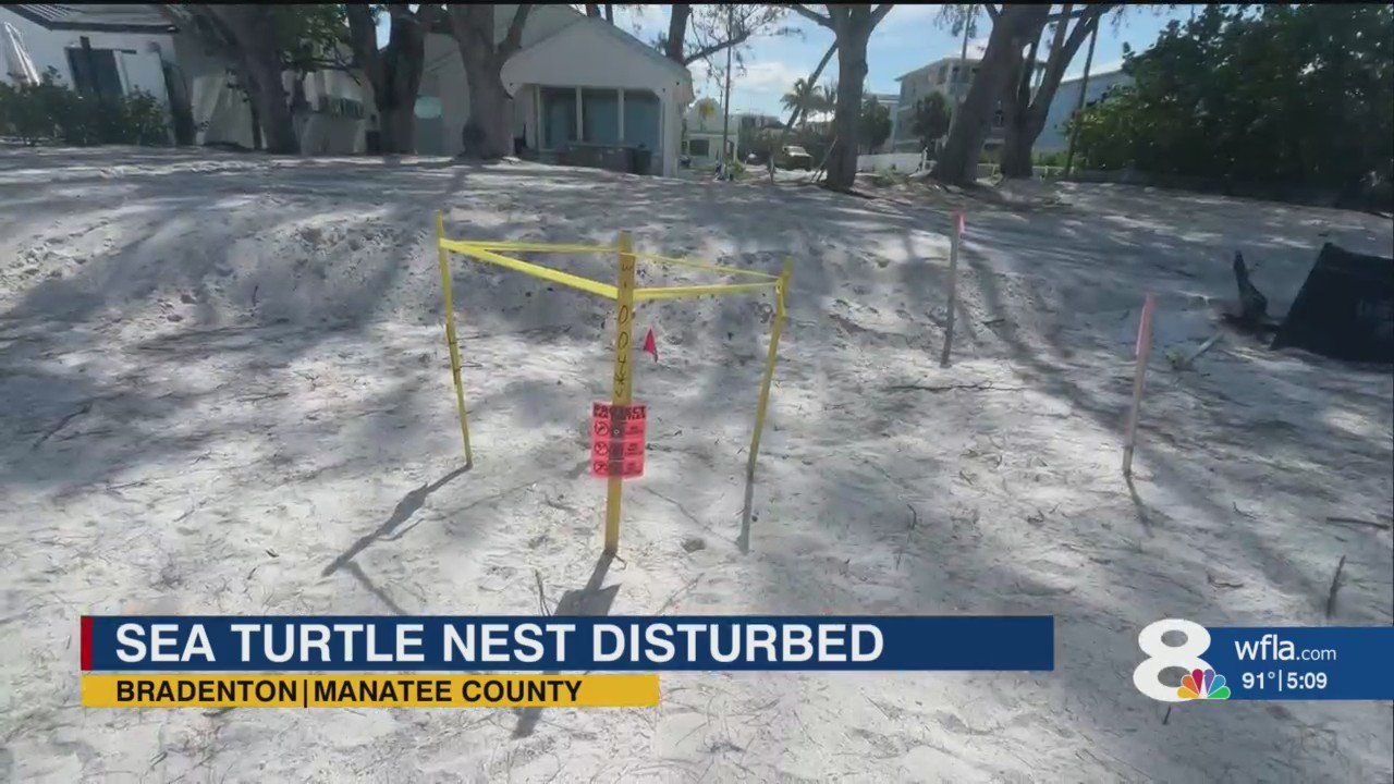 Sea turtle nest disturbed on Bradenton Beach – WFLA