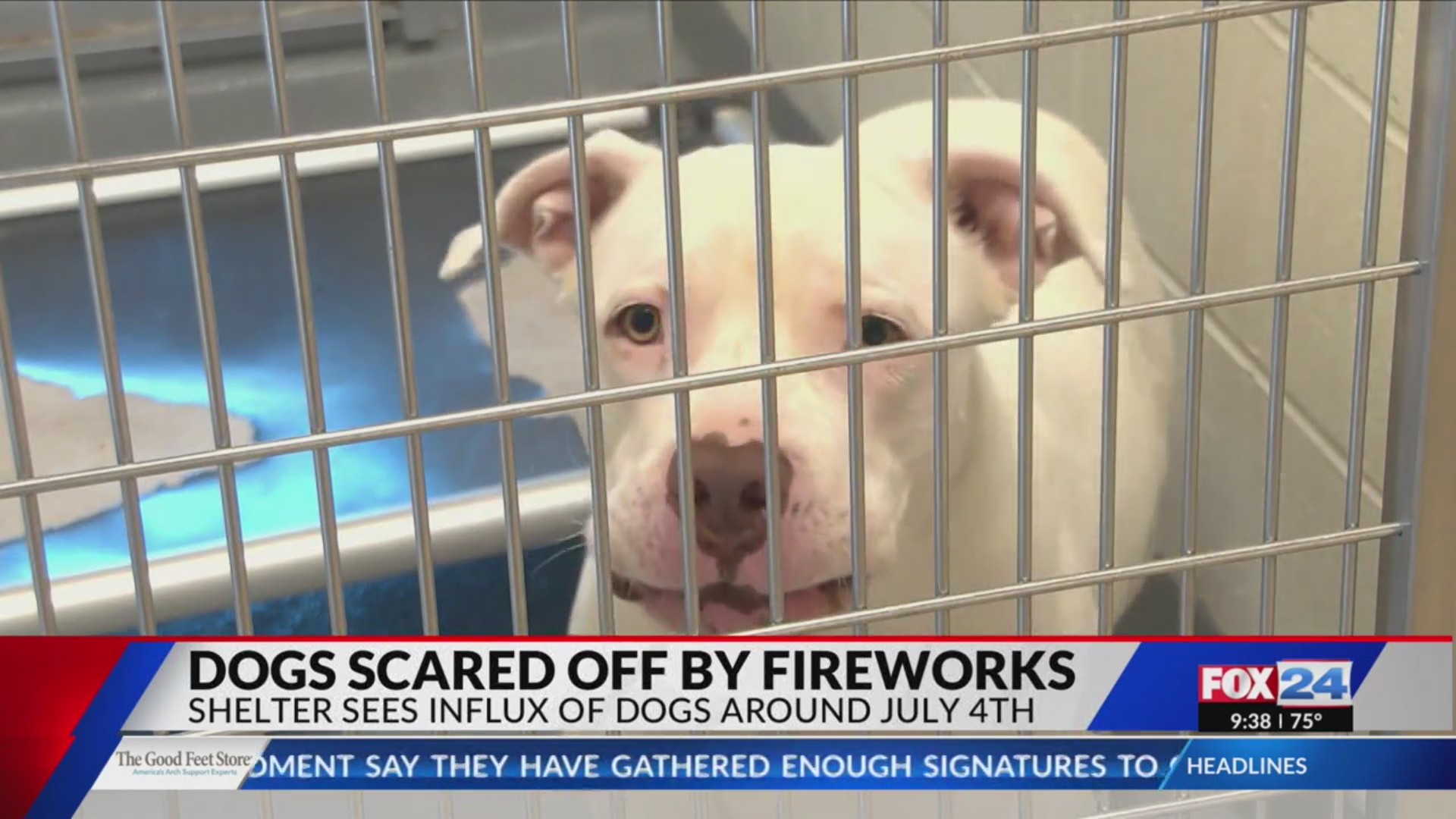 Springdale Animal Services taking in dogs who ran from home during ...