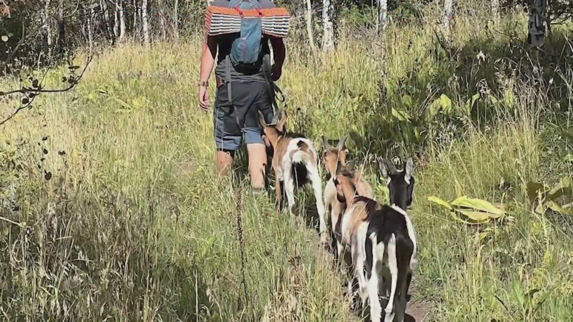 Excursion business on hold after 2 company goats were killed by wild ...