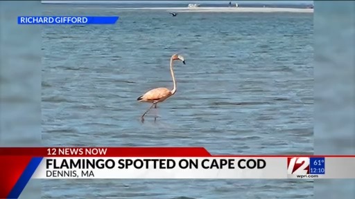 Flamingo spotted wandering around Cape Cod beach – WPRI.com
