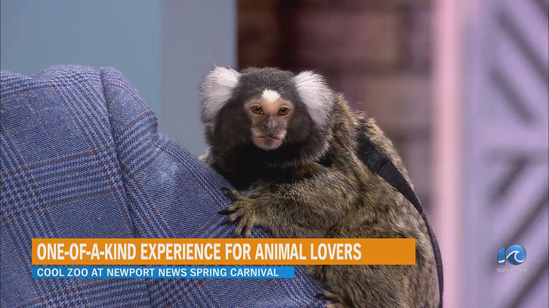 One-of-a-kind experience for Animal Lovers – WAVY.com