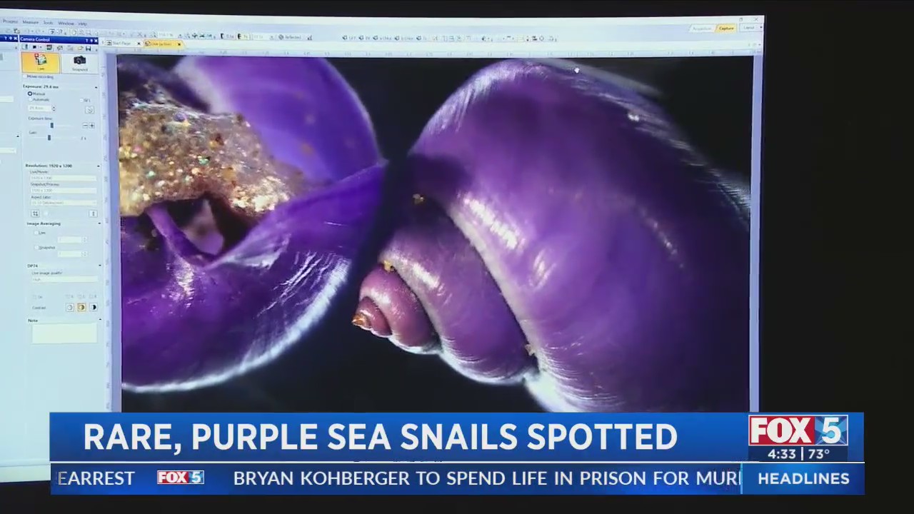 Rare, purple sea snails wash ashore on San Diego beaches – FOX 5 San ...