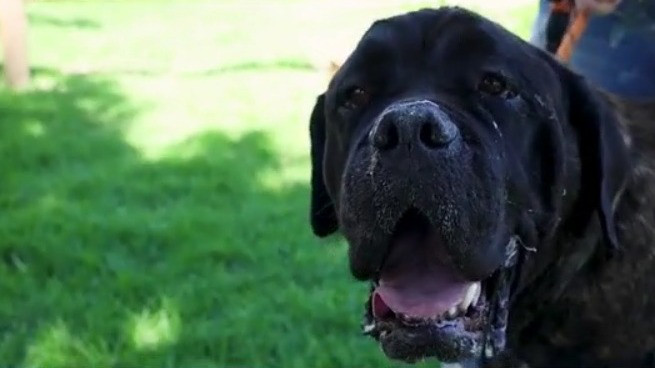 Humane Society of Utah volunteers help dogs, cats and more find their ...