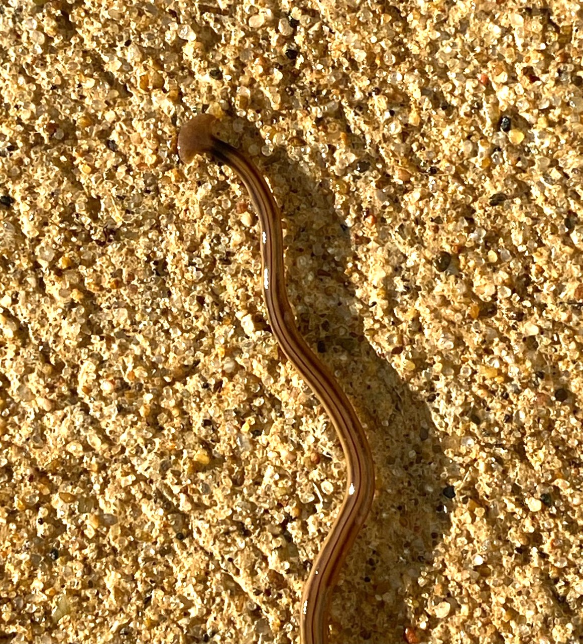 MDC issues warning of zombie-like worm invading Missouri – WFLA