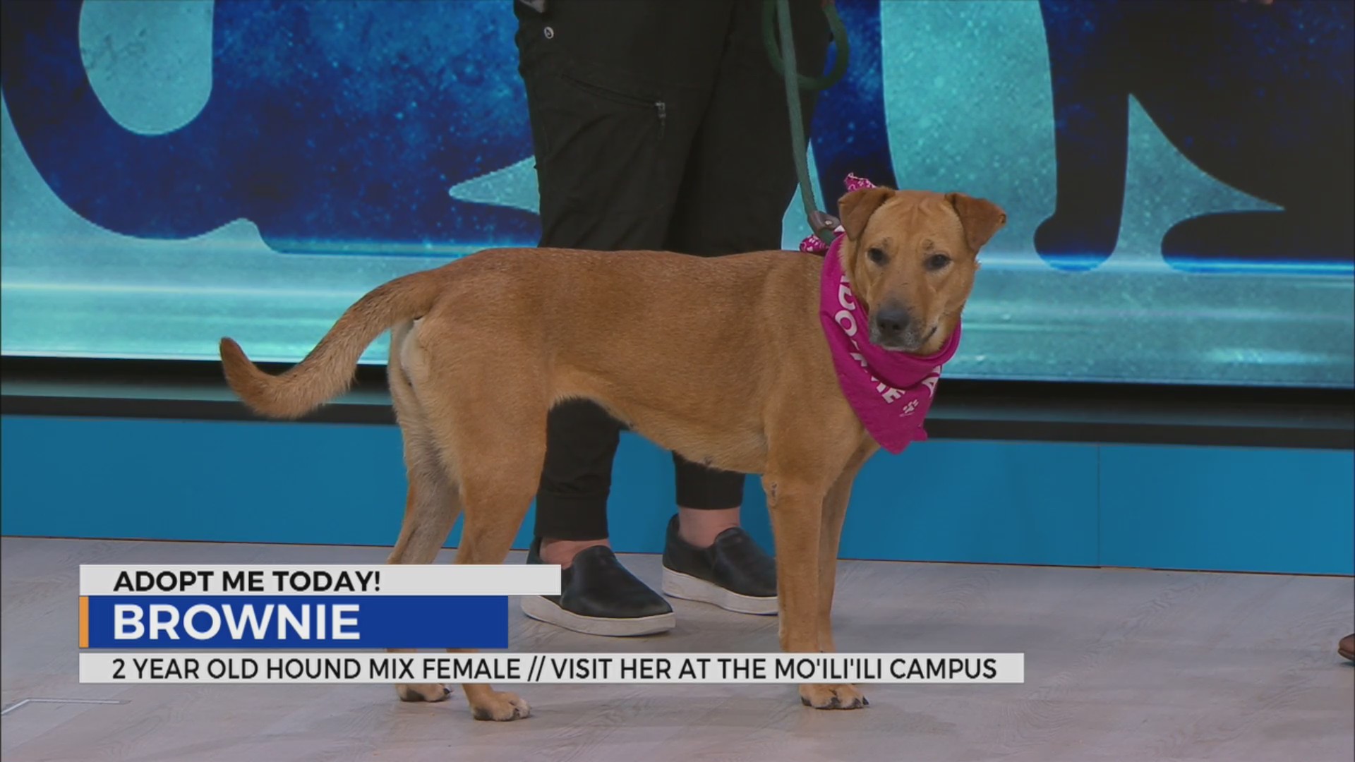 Adorable adoptee stops by Take2 – KHON2