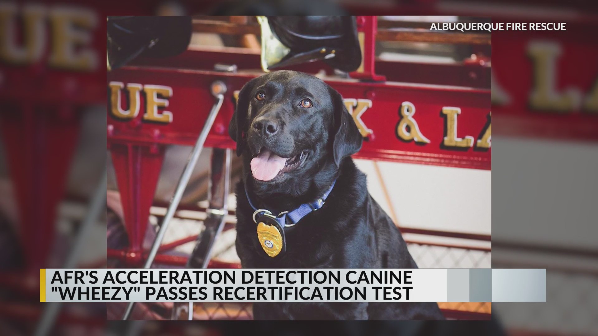 Albuquerque Fire Rescue’s Accelerant Detection Canine passes ...
