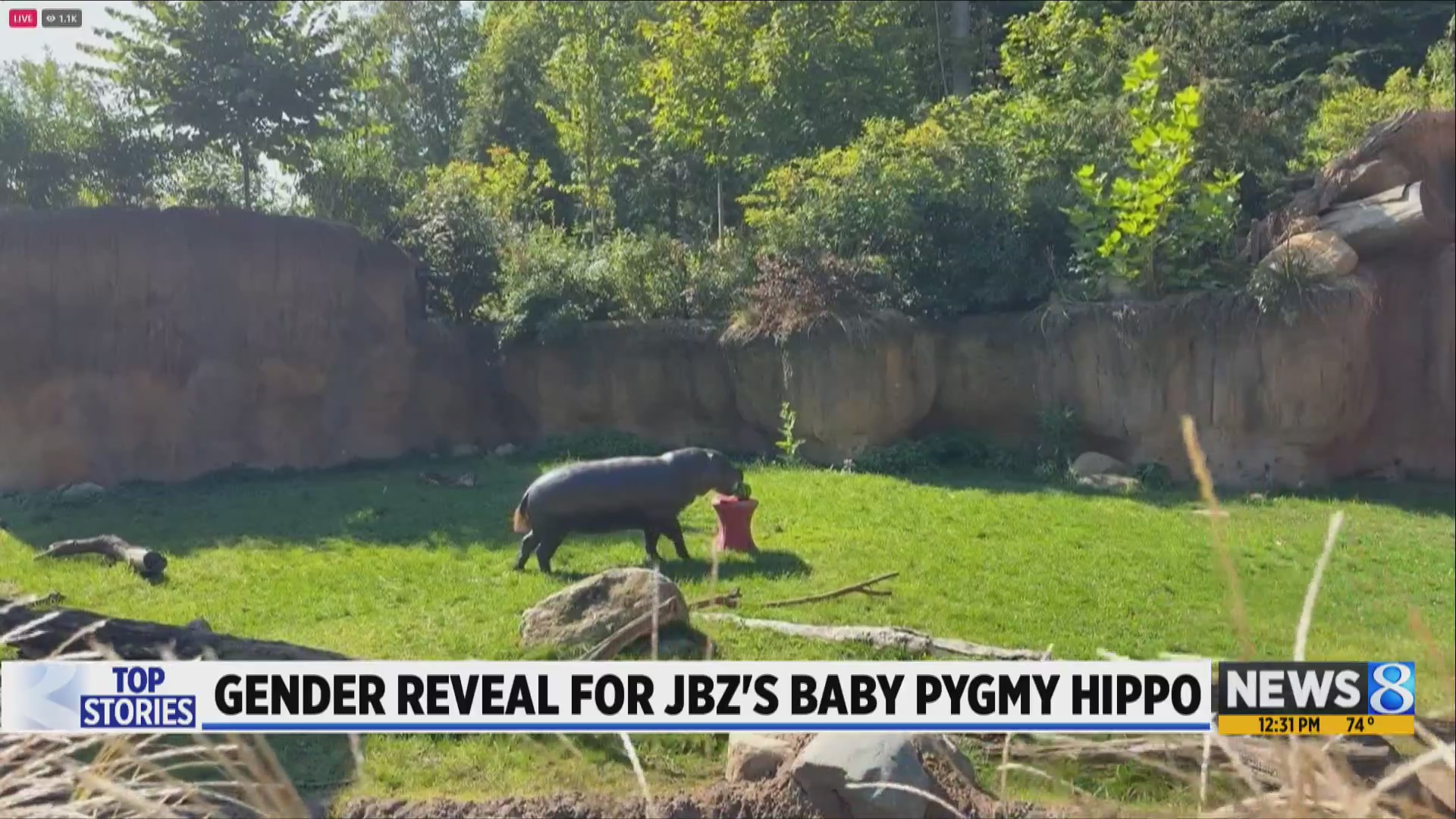 John Ball Zoo reveals gender of pygmy hippo calf – WOODTV.com