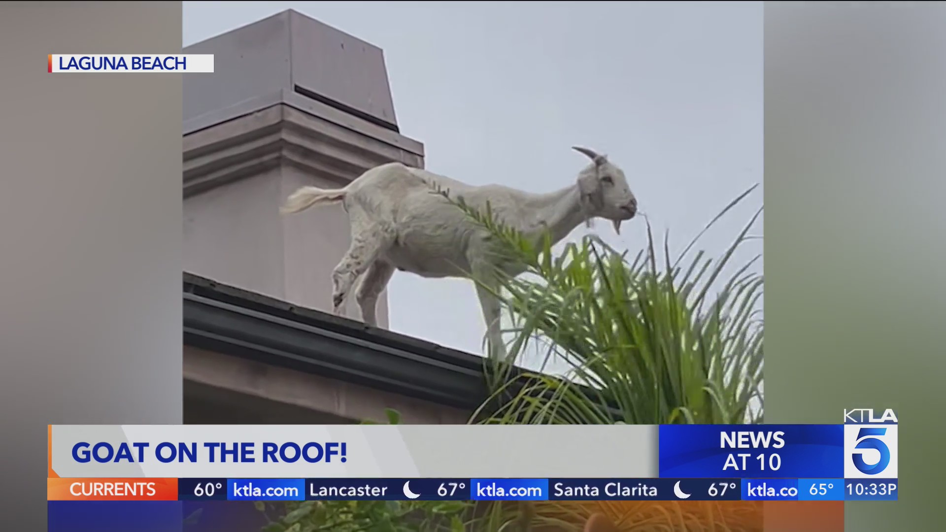 Goat spotted on roof of Laguna Beach home – KTLA