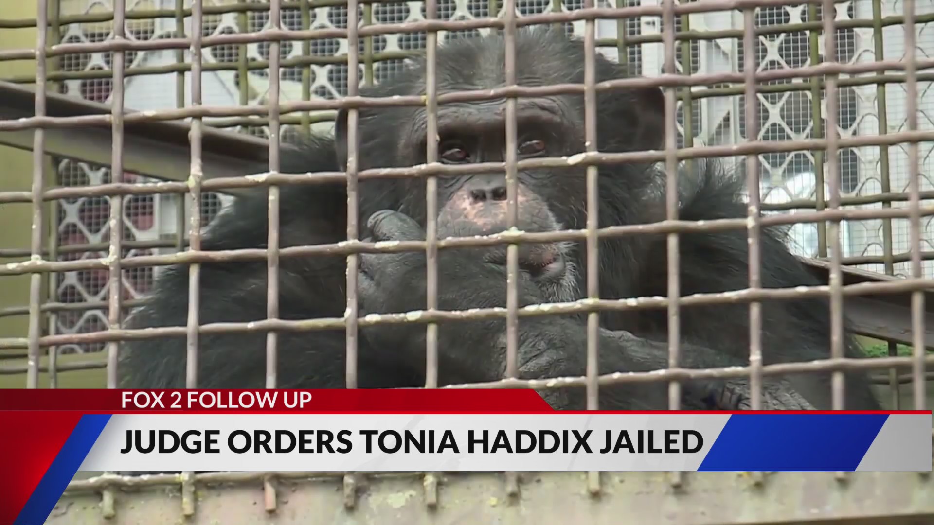 Judge orders arrest of ‘Chimp Crazy’ couple for ducking financial ...