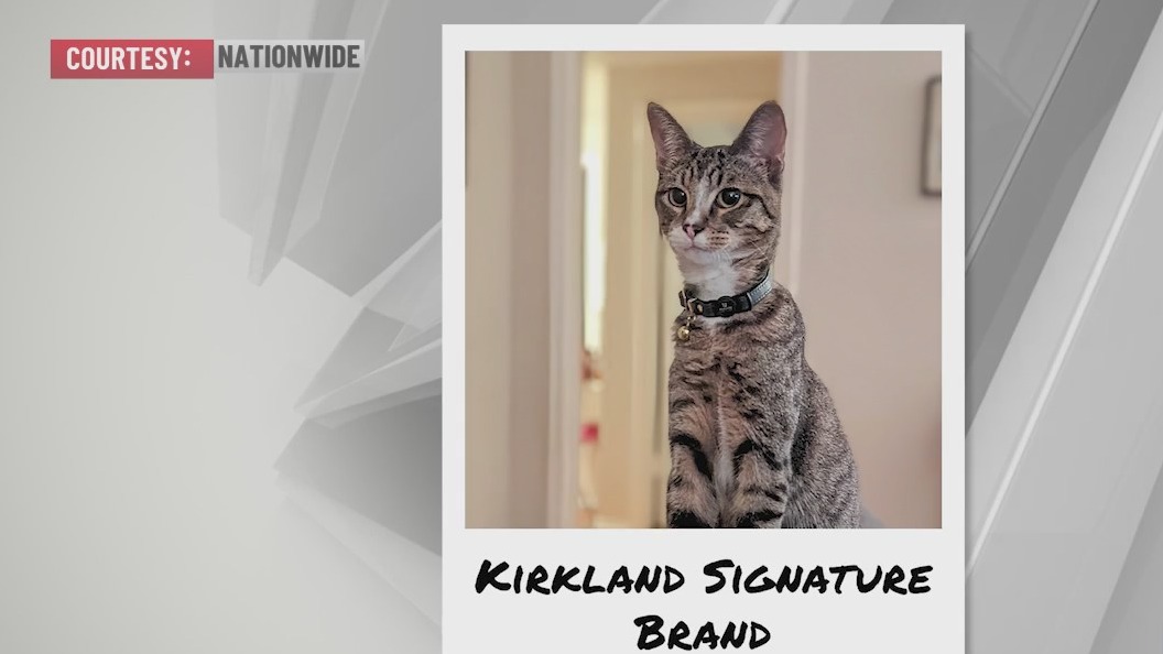 Sacramento cat becomes finalist for Nationwide’s ‘Wacky Pet Names ...