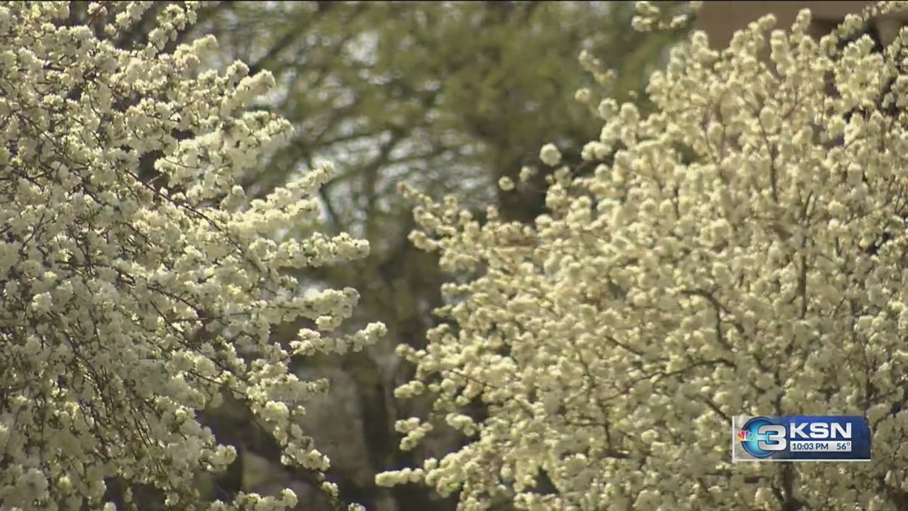Life finds a way: Why the Callery Pear Tree is such a problem in Kansas ...