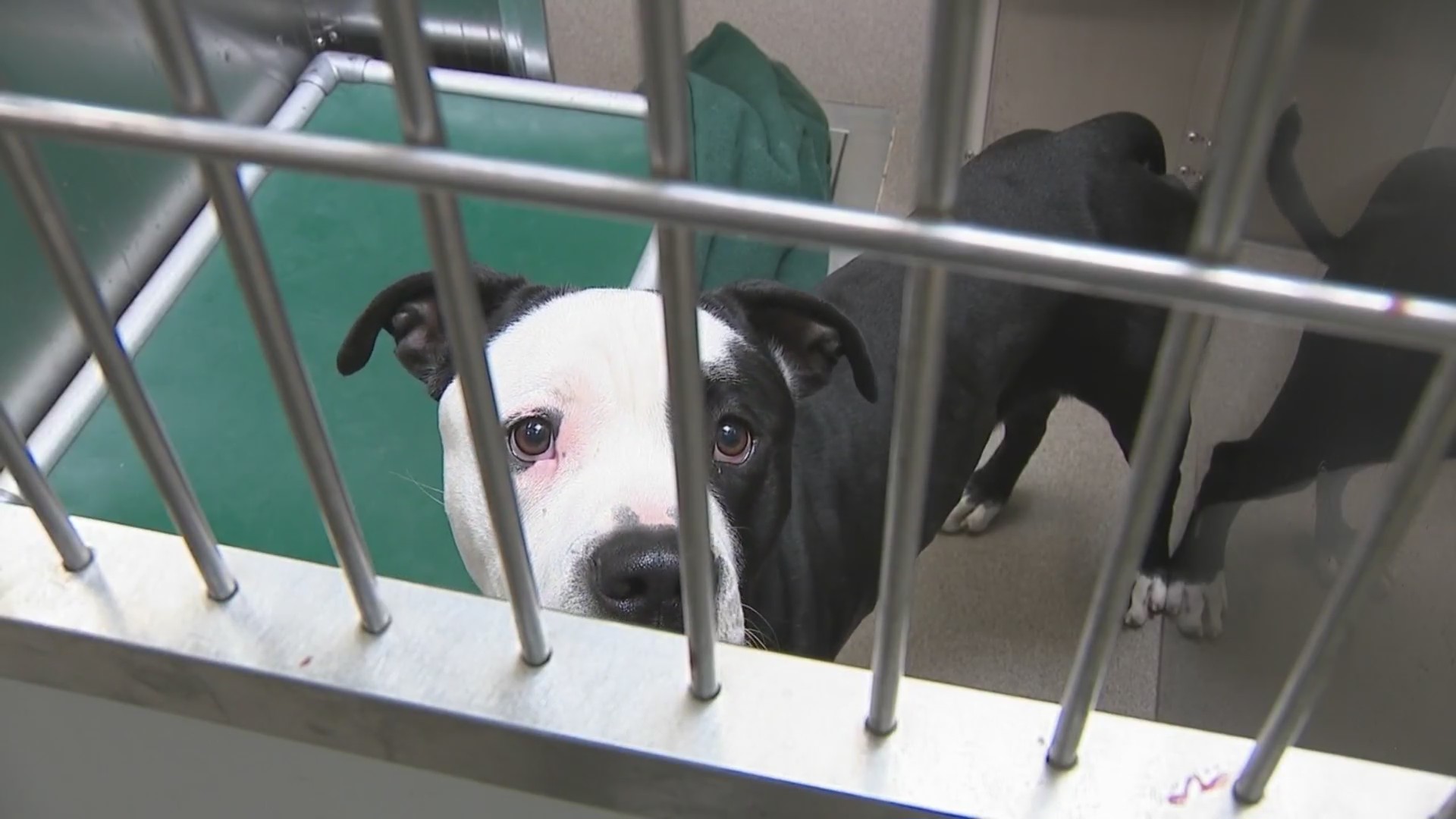 Anonymous Denver donor pays to spay, neuter 120 pit bulls – FOX31 Denver
