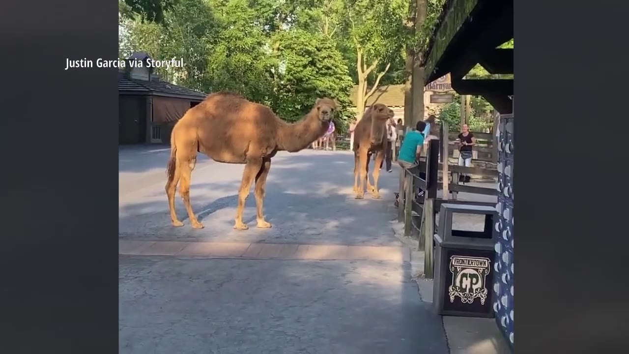 CAUGHT ON VIDEO: Camels get loose, take ‘unplanned stroll at Cedar ...