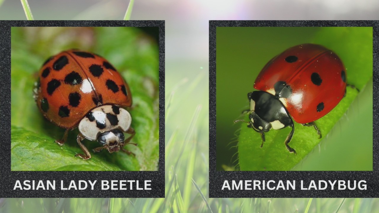 Annual beetle invasion for the fall – KOLR – OzarksFirst.com