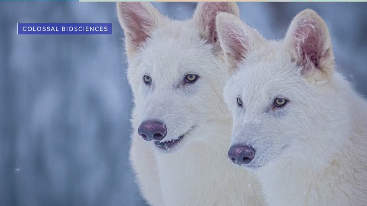 Colossal Biosciences claims resurrection of extinct direwolves ...