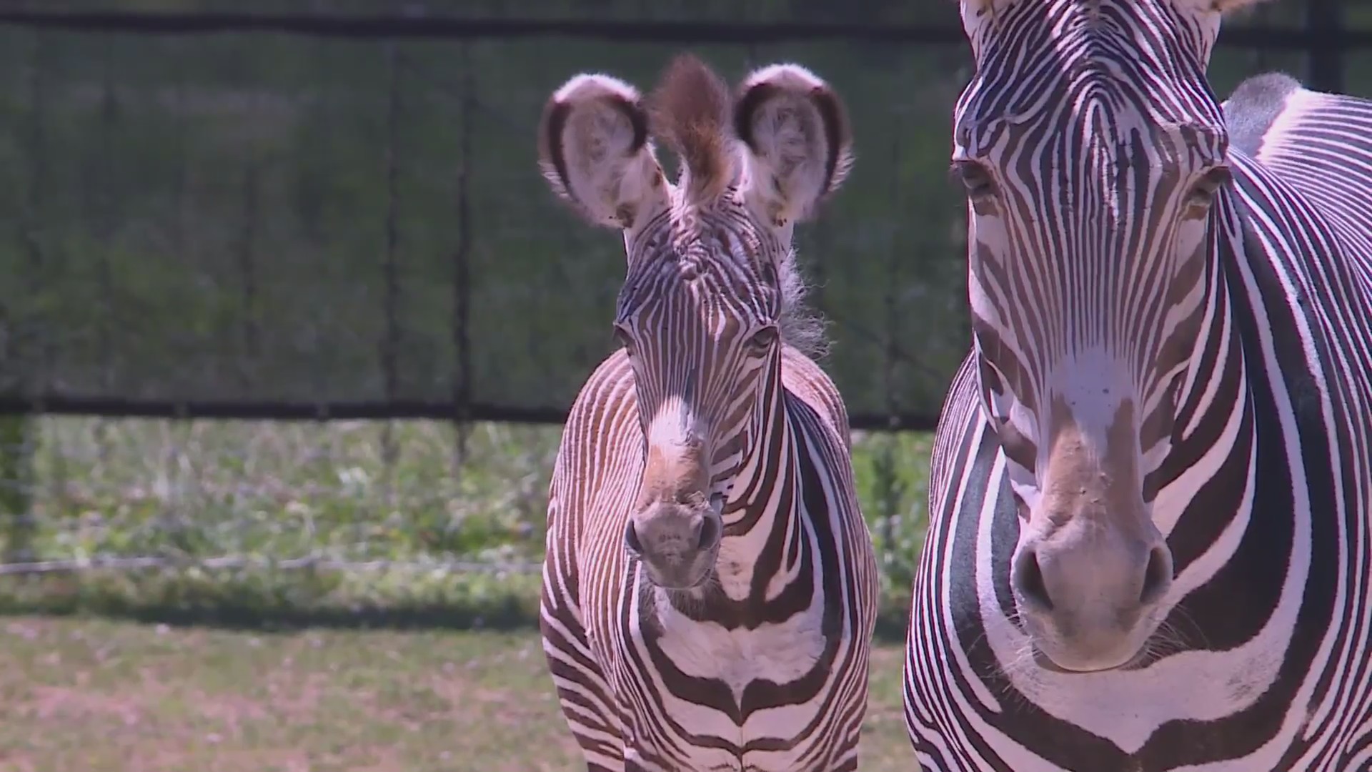 Saint Louis Zoo WildCare Park takes shape, expects $660M economic boost for region – FOX 2