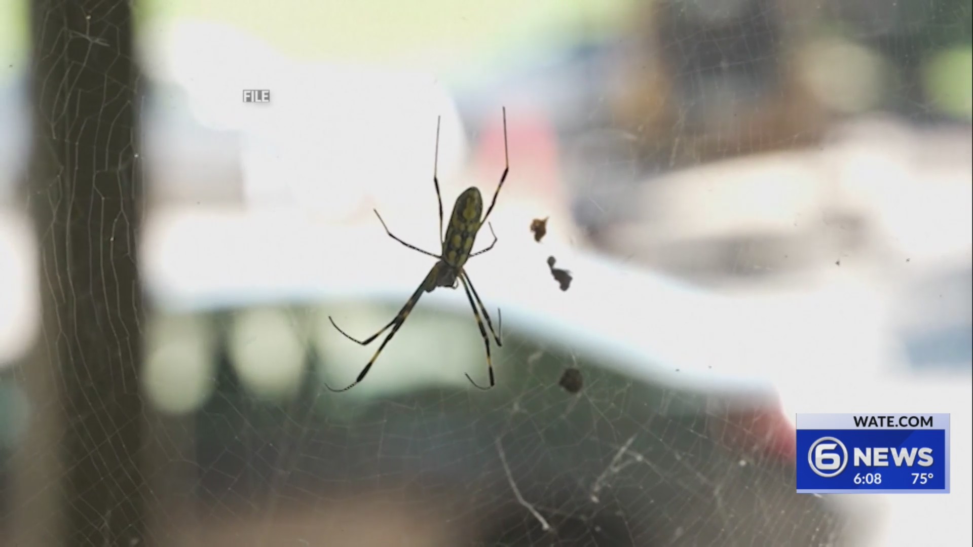 GSMNP asks visitors to help track invasive parachuting spiders in the ...