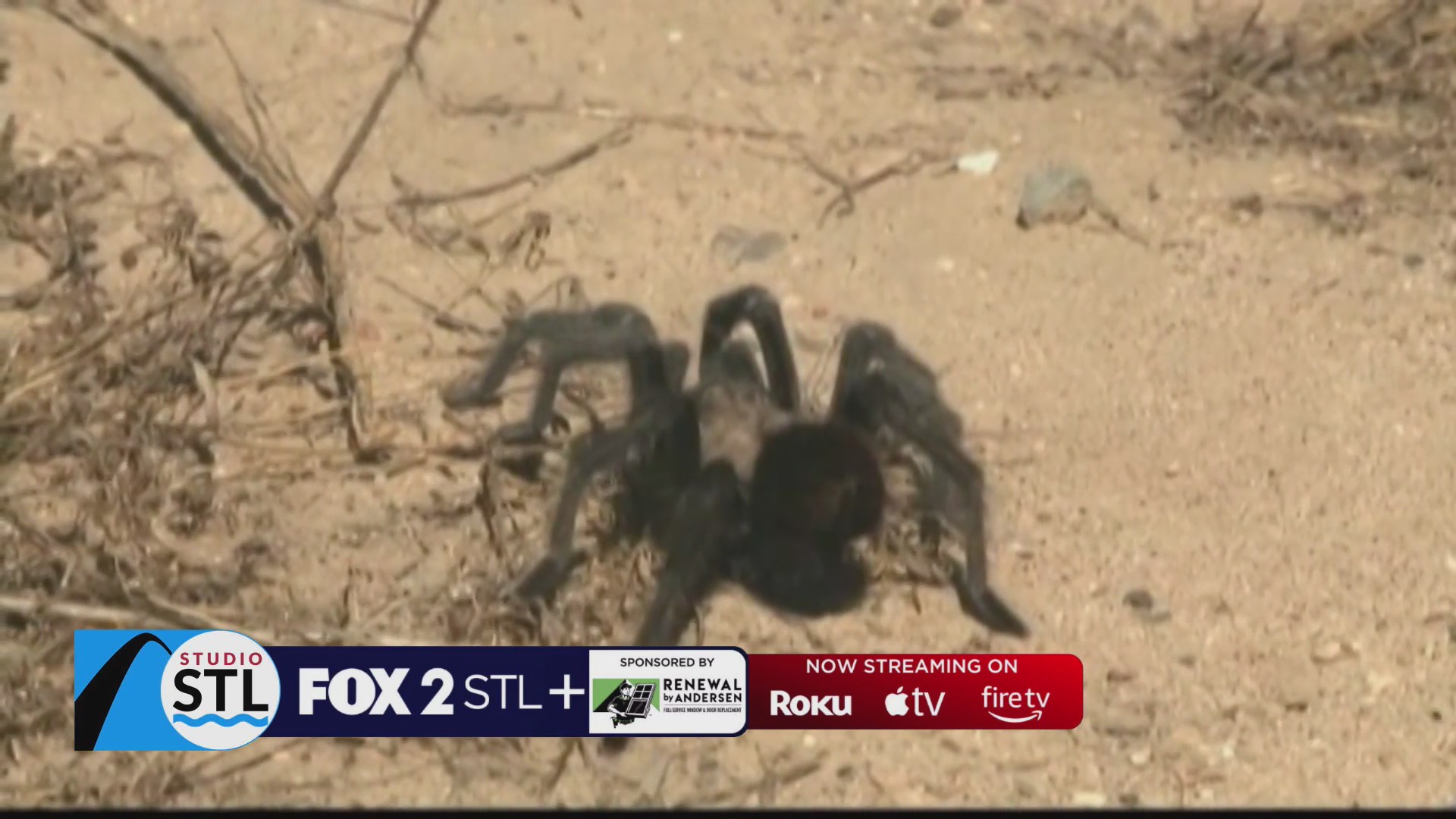 Trending Topics: Tarantula season: When you might spot them in Missouri ...