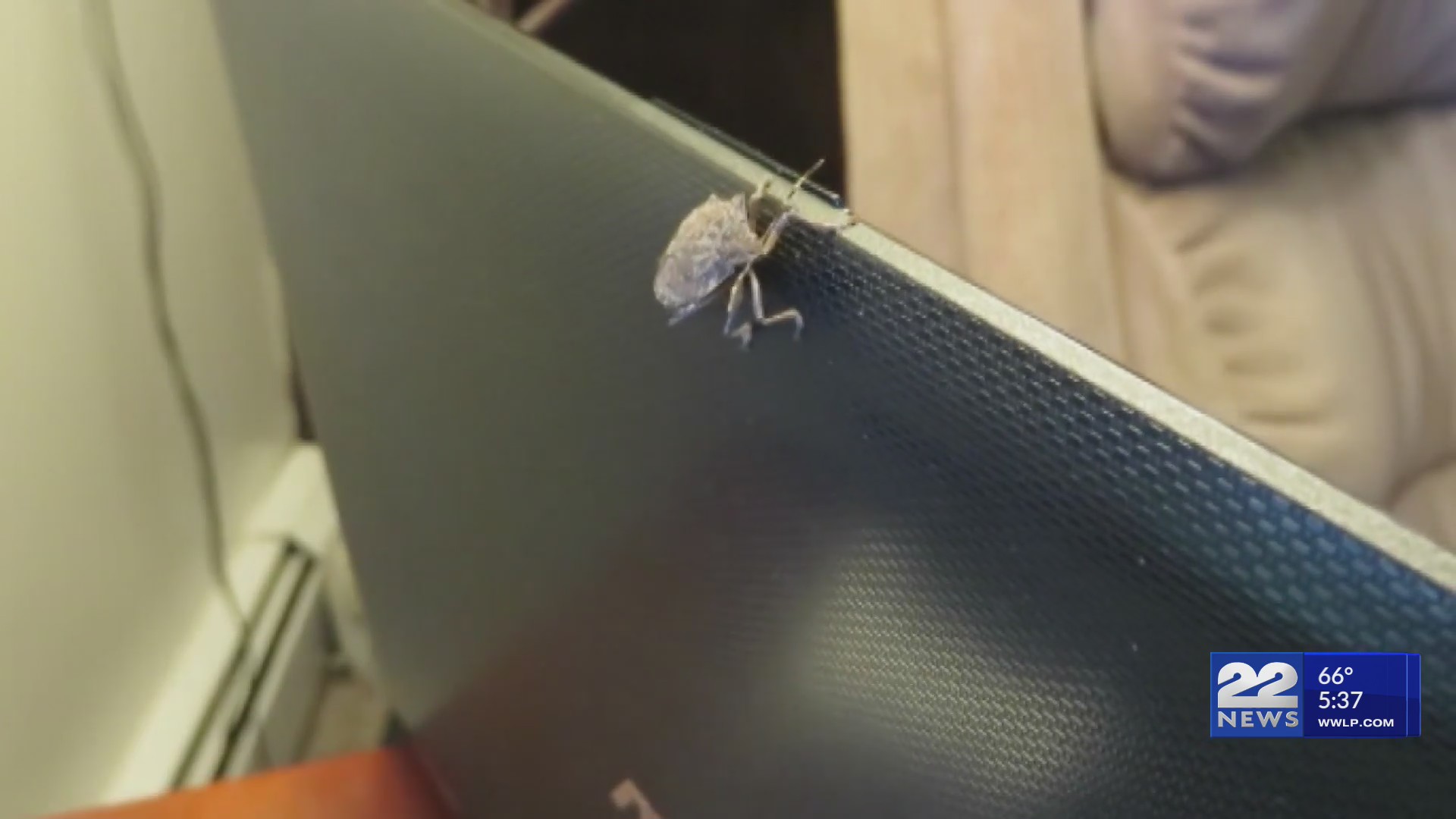 Cooler weather brings bugs and rodents indoors – WWLP