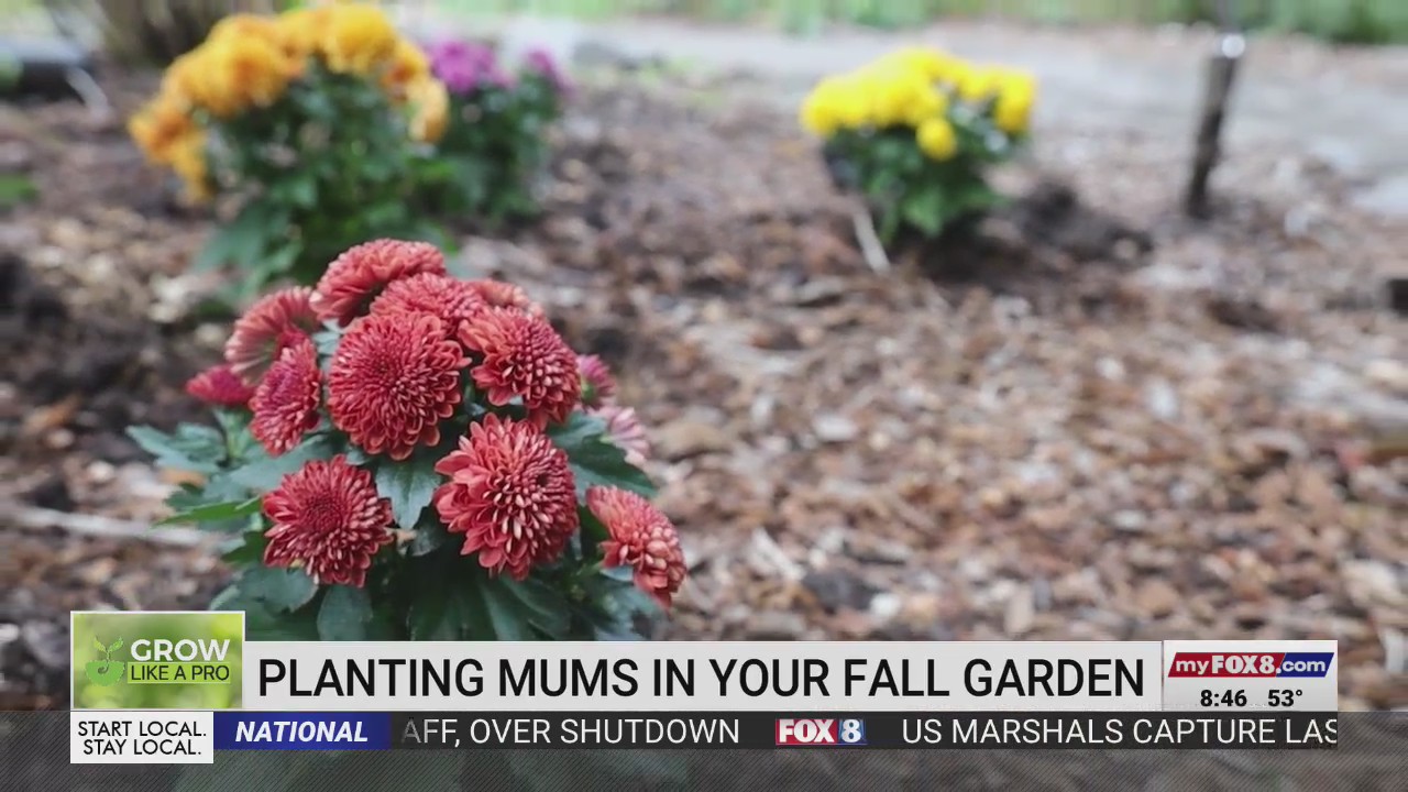 Planting mums in your fall garden – FOX8 WGHP