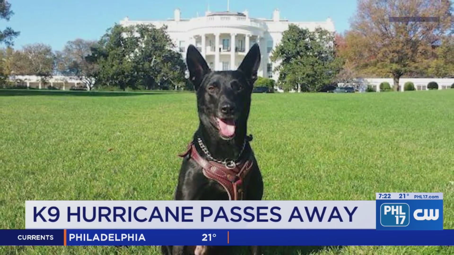 K9 Hurricane, the most decorated dog in U.S history, has died – NEWS10 ABC