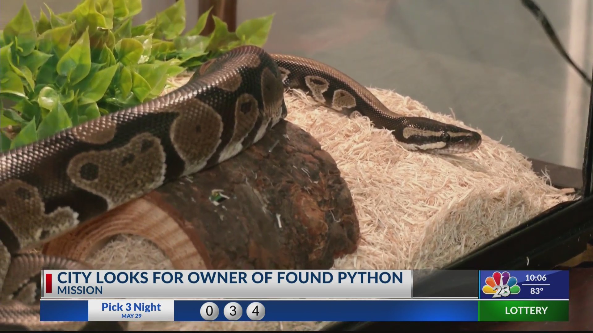 City of Mission searches for owner of escaped pet python – KVEO-TV
