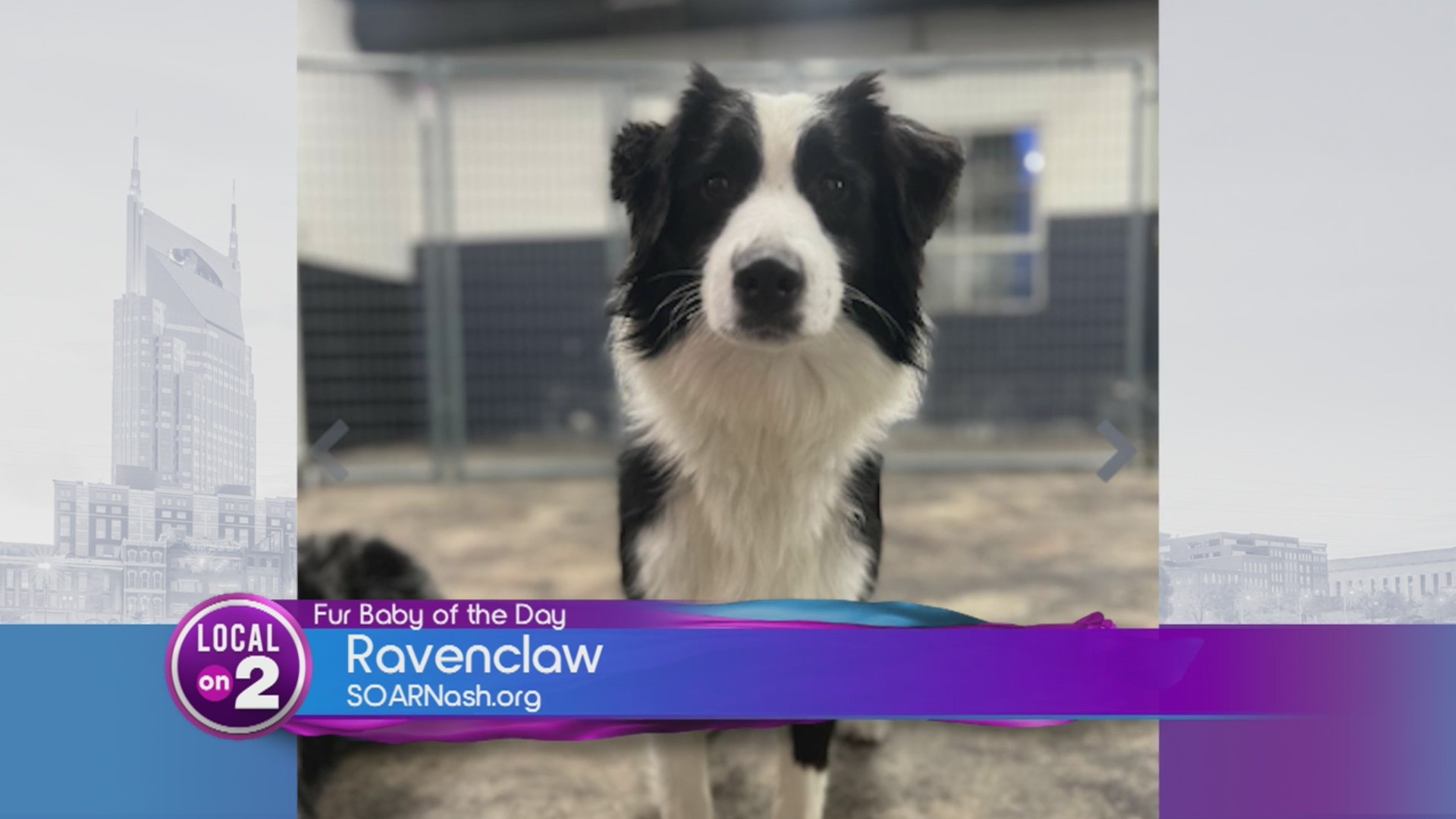 Fur Baby of the Day: Ravenclaw! – WKRN News 2