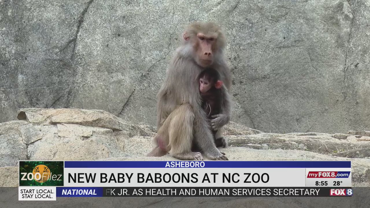 New baby baboons at the North Carolina Zoo – FOX8 WGHP