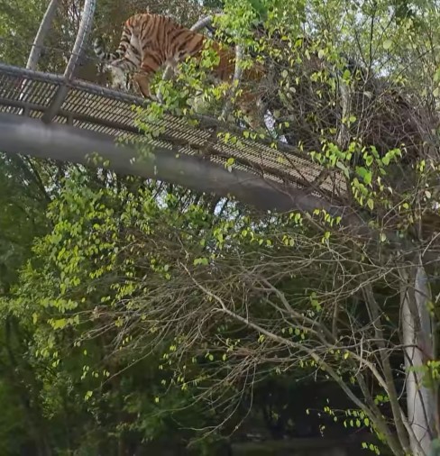 Tiger Shows Head for Heights as It Roams About Philadelphia Zoo – WNCT