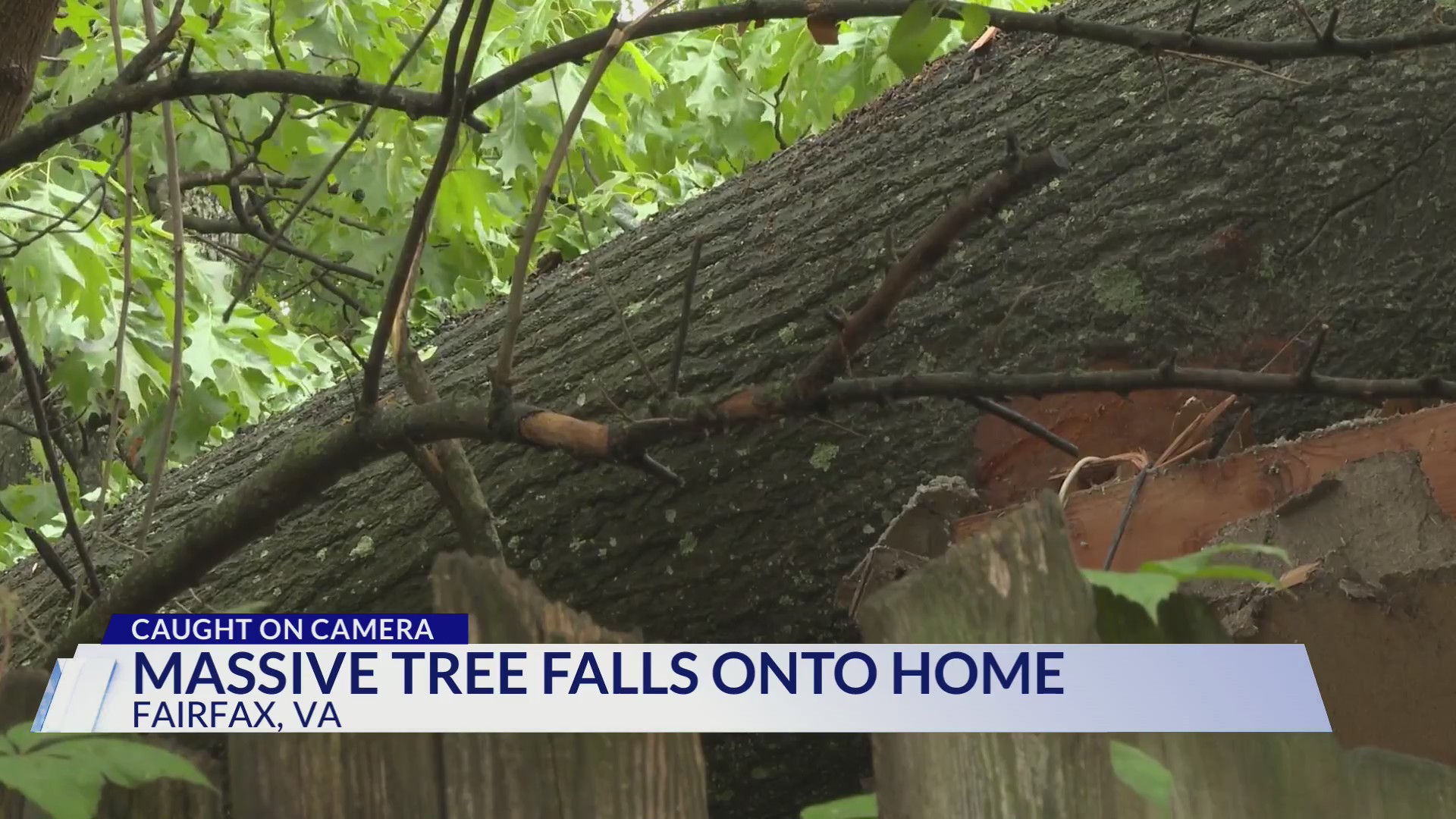 WATCH: Massive tree falls onto home – DC News Now | DC, Virginia ...
