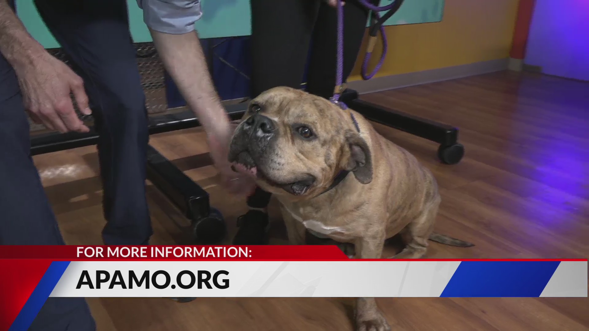 Adopt Choppy from the APA – FOX 2