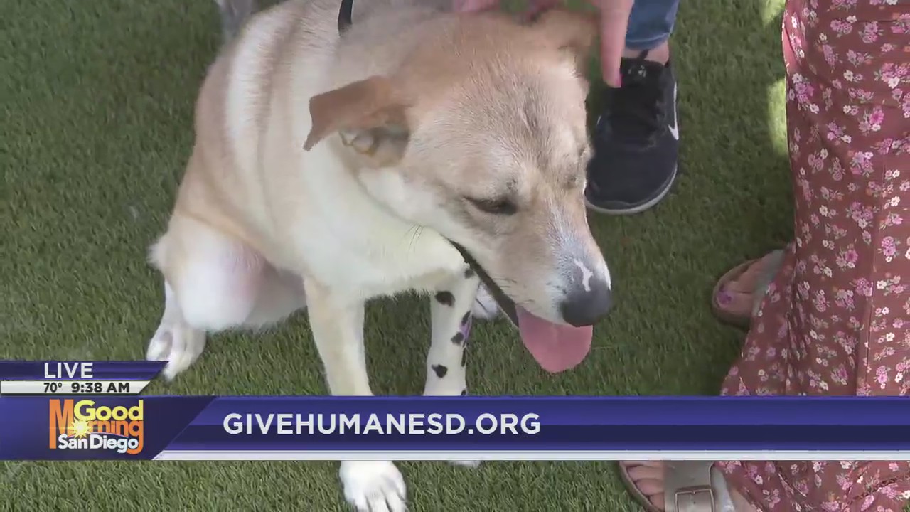 San Diego Humane Society ‘Day of Giving’ explained – FOX 5 San Diego ...