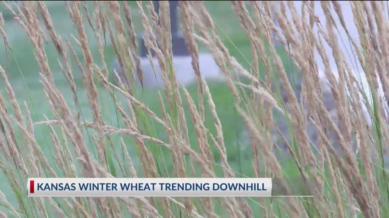 Over 1/3 of Kansas winter wheat in poor condition – KSNT 27 News