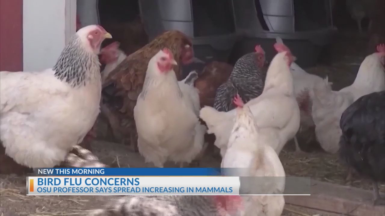 Bird flu spreading in Ohio among mammals – NBC4 WCMH-TV
